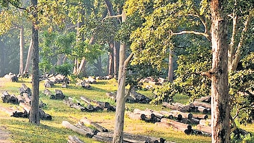 Karnataka's Dandeli depot to begin e-auction of timber, gates to open ...