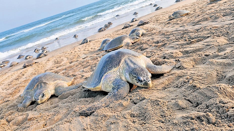 Record 6.41 lakh Olive Ridleys lay eggs at Odisha's Rushikulya rookery ...