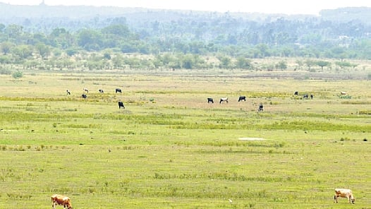 Conservation reserve tag for Hesaraghatta grassland