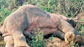 Tusker dies of electrocution in Odisha's Athagarh