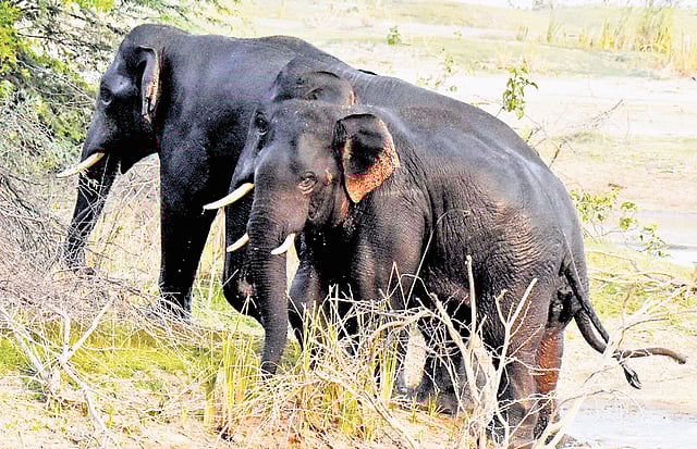 Human encroachment, food scarcity drive wild elephants into conflict