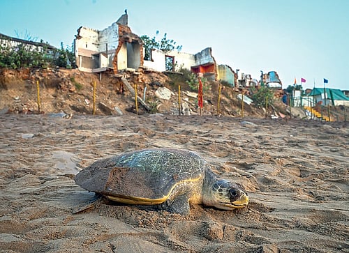 The spectacular riddle of Olive Ridleys in Odisha