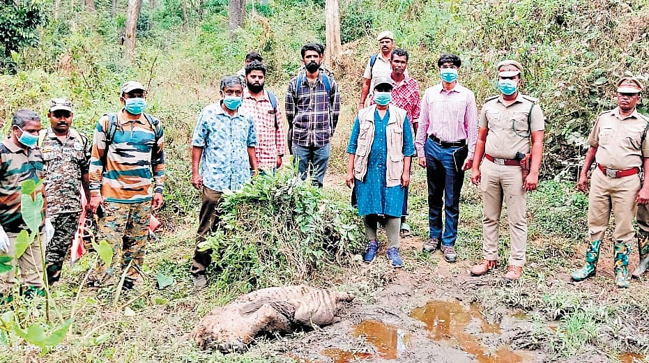 Worm infestation kills tigress in Mudumalai Tiger Reserve