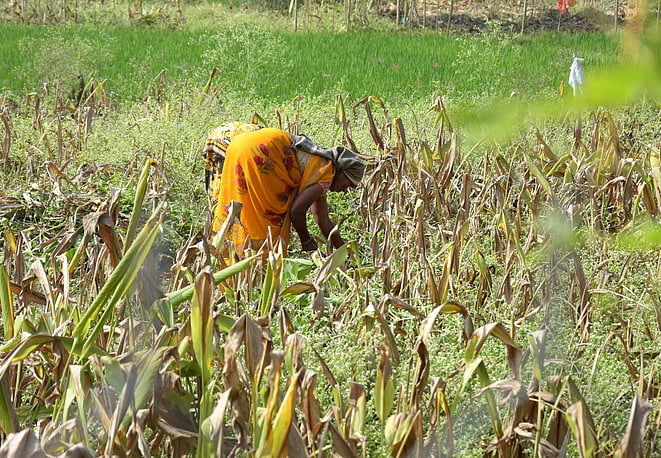 Turmeric ryots in Duggirala to get fire relief by June-end