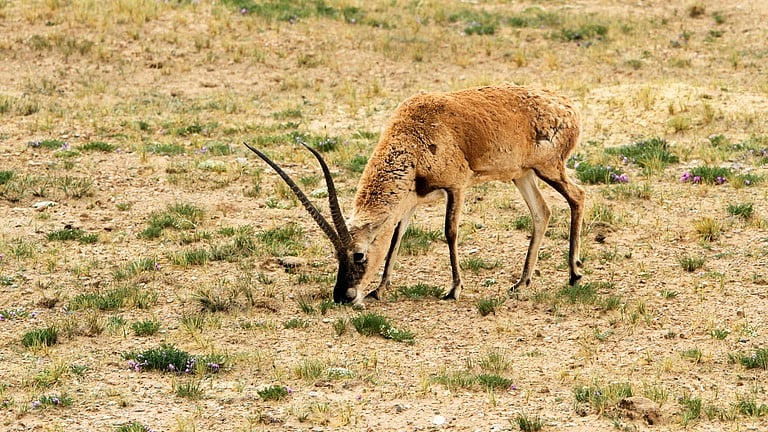 MP busts interstate antelope poaching racket with Mumbai links