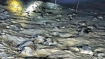 Mass nesting of Olive Ridleys begins at Odisha's Gahirmatha with over ...