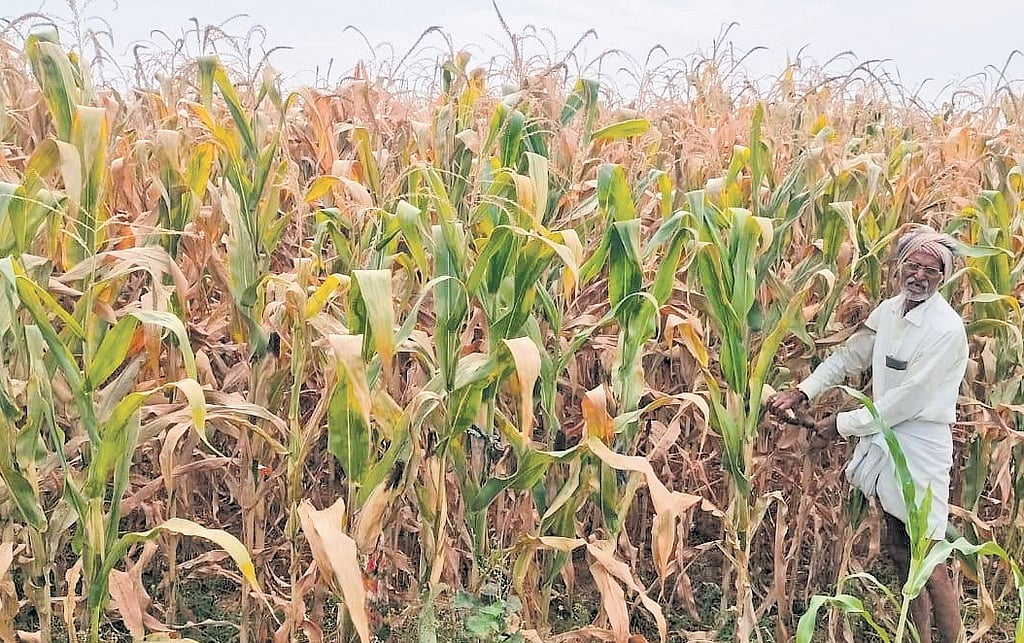 Paddy, maize crops wither due to water shortage in Telangana