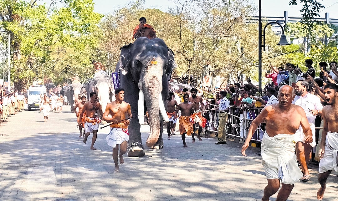 Deaths due to elephant attacks at religious festivals surge in Kerala ...