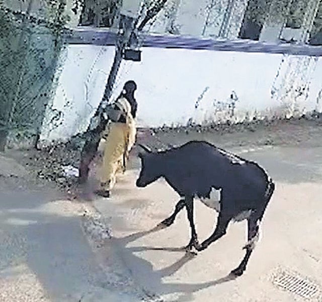 Cow attacks woman walking with child; victim hospitalised in Chennai
