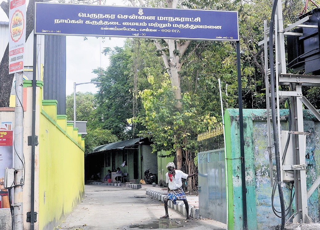 Dogs sent for Animal Birth Control operation ‘vanish’ from pound