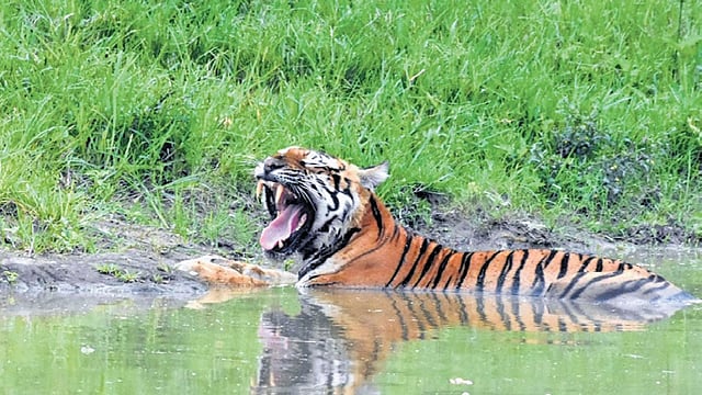 SBWL clears key projects in Telangana, to open tiger cell