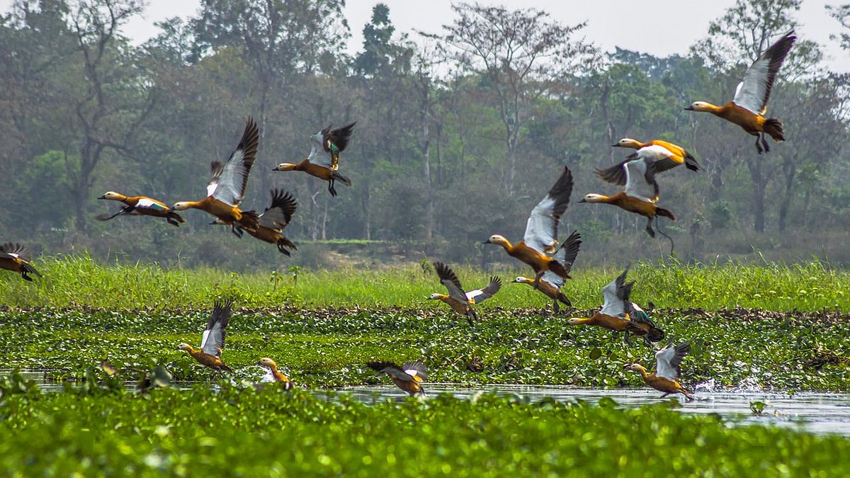 Environmental activists raise concern over OIL projects in ecosensitive ...