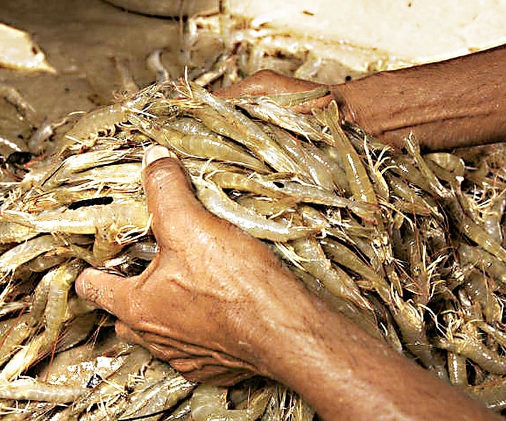 Tariffs trigger shrimp price slump, Andhra farmers hit