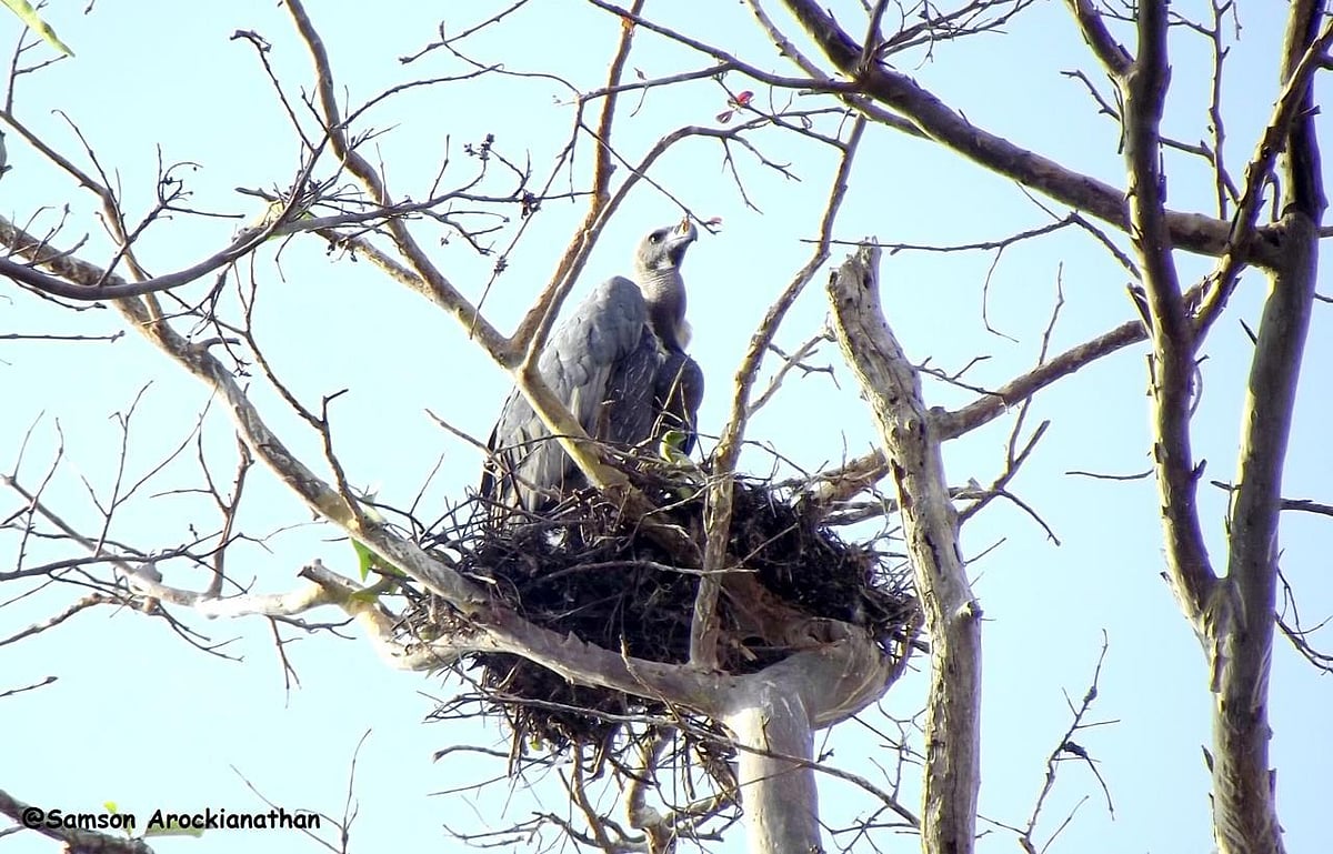 Vulture safety: DCA to hold awareness meet on banned drugs in Coonoor