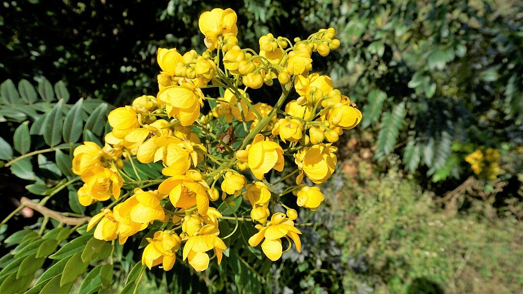 Island pinhole borer a nightmare for invasive ‘manja konna’ trees in Kerala