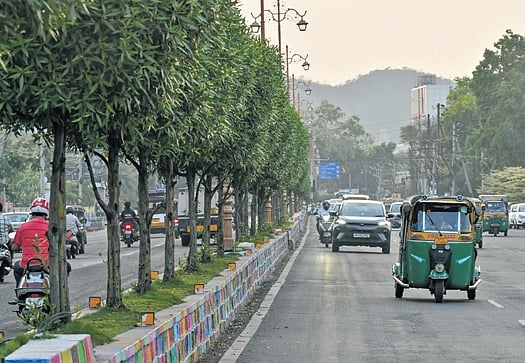 Conocarpus trees spark health fears in Vijayawada
