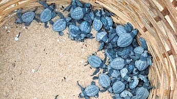 Over 300 olive ridley turtle hatchlings released in Byndoor for first time