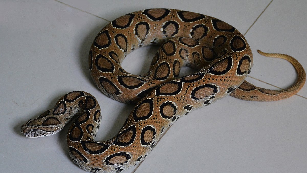 IISc researchers develop 'venom maps' of Russell’s viper to aid region ...