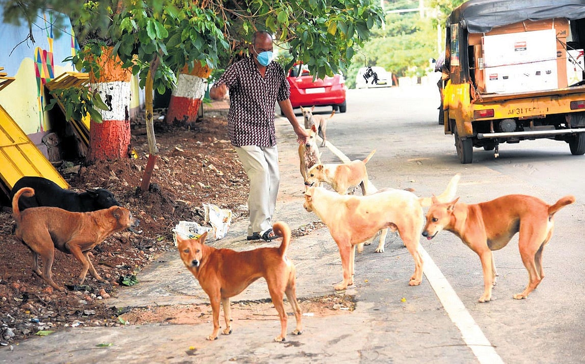 No action against stray dog attacks triggers outrage across Andhra