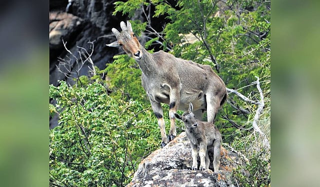 TN readies for second Nilgiri Tahr census across expanded forest range ...