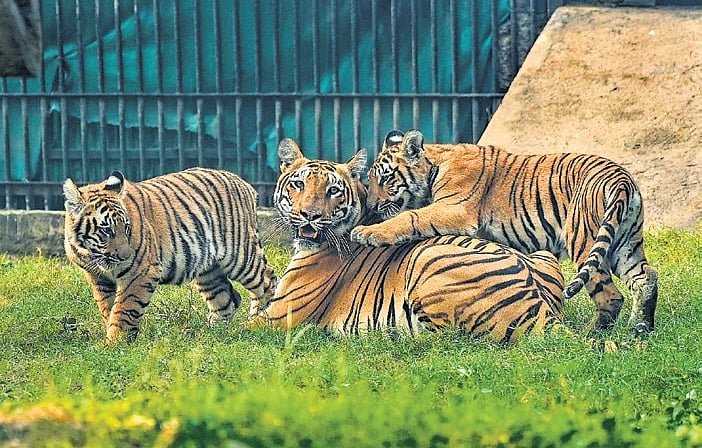 Tigers lurk in Bengaluru’s backyard