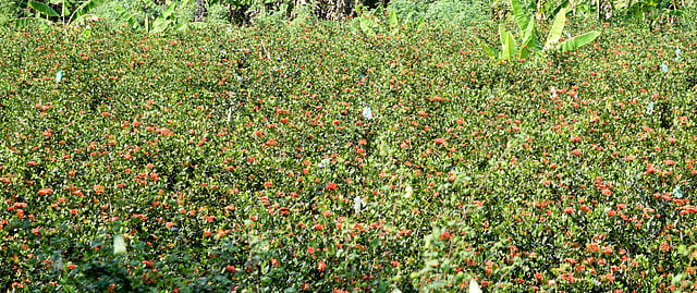 Red jasmine cultivation hit by root decay disease, Tiruchy farmers ...