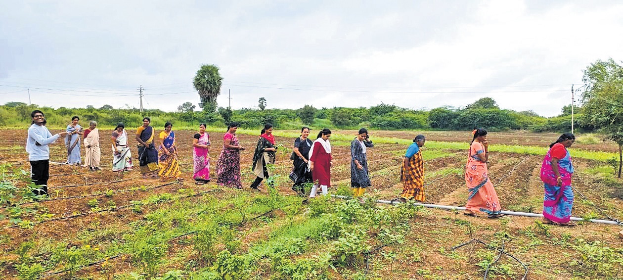 Widows, single women lead farming revival in Andhra Pradesh's drought ...