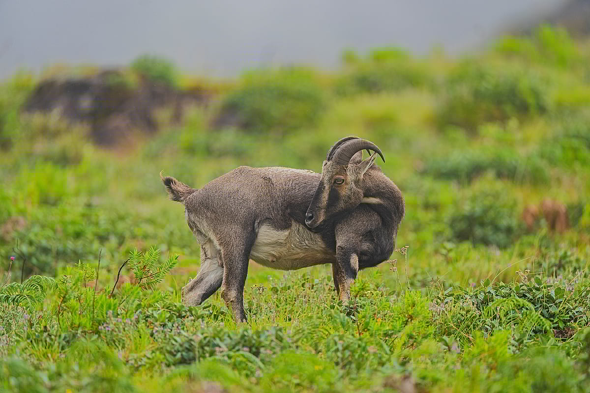 Construction of Nilgiri Tahr conservation centre in Coimbatore to start ...