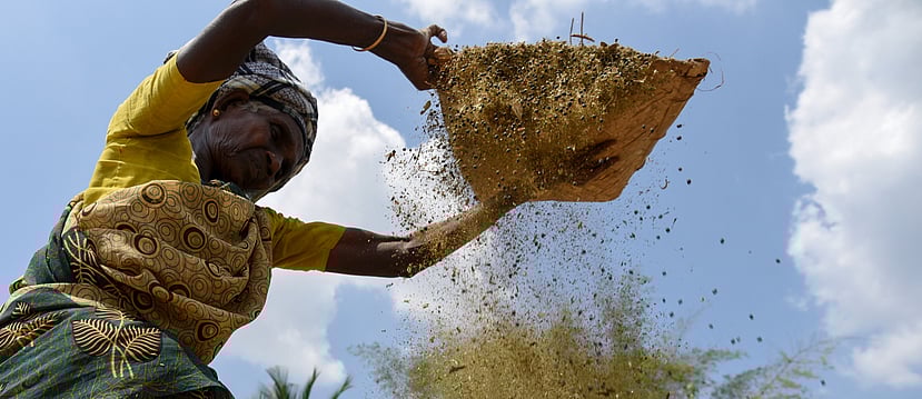 KVK-Tiruchy supplies 39 tonnes of quality paddy, black gram seeds to ...
