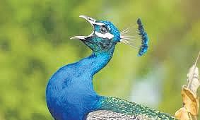 Man-peacock conflict: When beauty becomes beastly problem