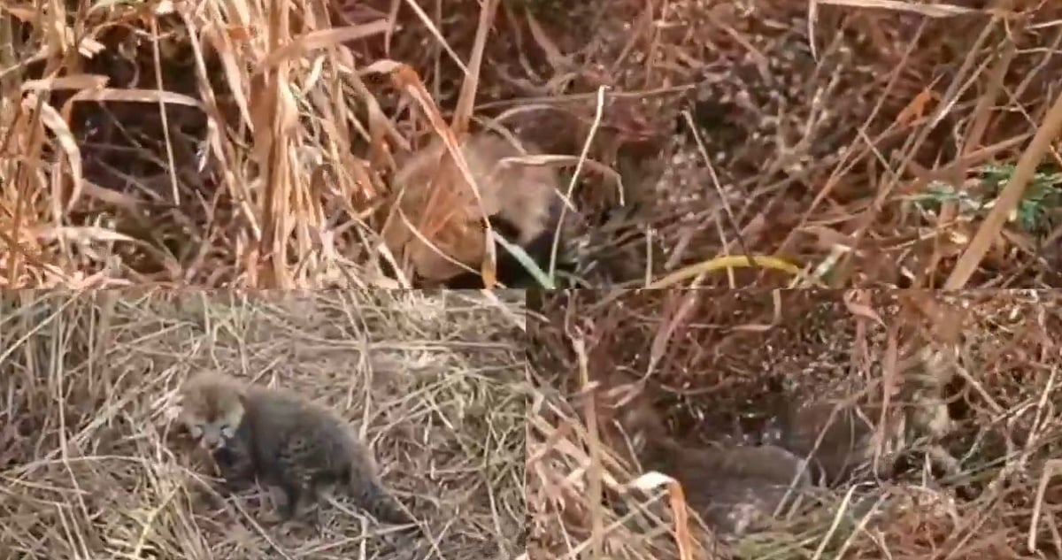 Five cubs born to African cheetahs at MP's Kuno National Park