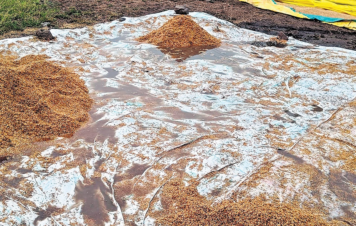 Unseasonal rains damage paddy stocks, mango crop in erstwhile Adilabad ...
