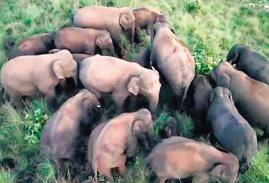 Jumbo task force to curb animal-human conflicts in Andhra Pradesh