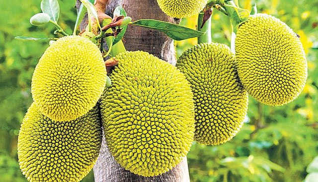 Tamil Nadu traders flock to Kollam for abundant, affordable jackfruit