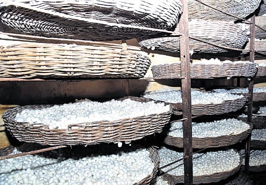 Karnataka, a leading silk producer in India now aims to export cocoons ...