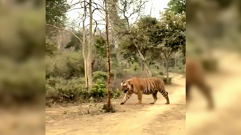 Massive ‘Hercules’ tiger, believed to be Asia’s largest stuns Uttarakhand