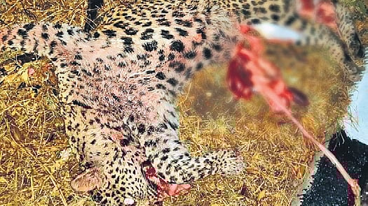 Leopard killed in accident on NH-44 in Nizamabad