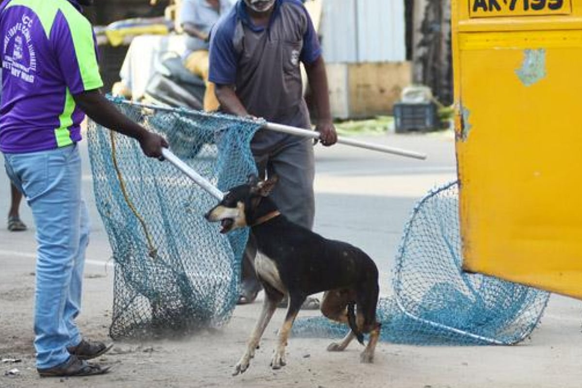Stray dog menace surges in Ernakulam as animal birth control centres ...