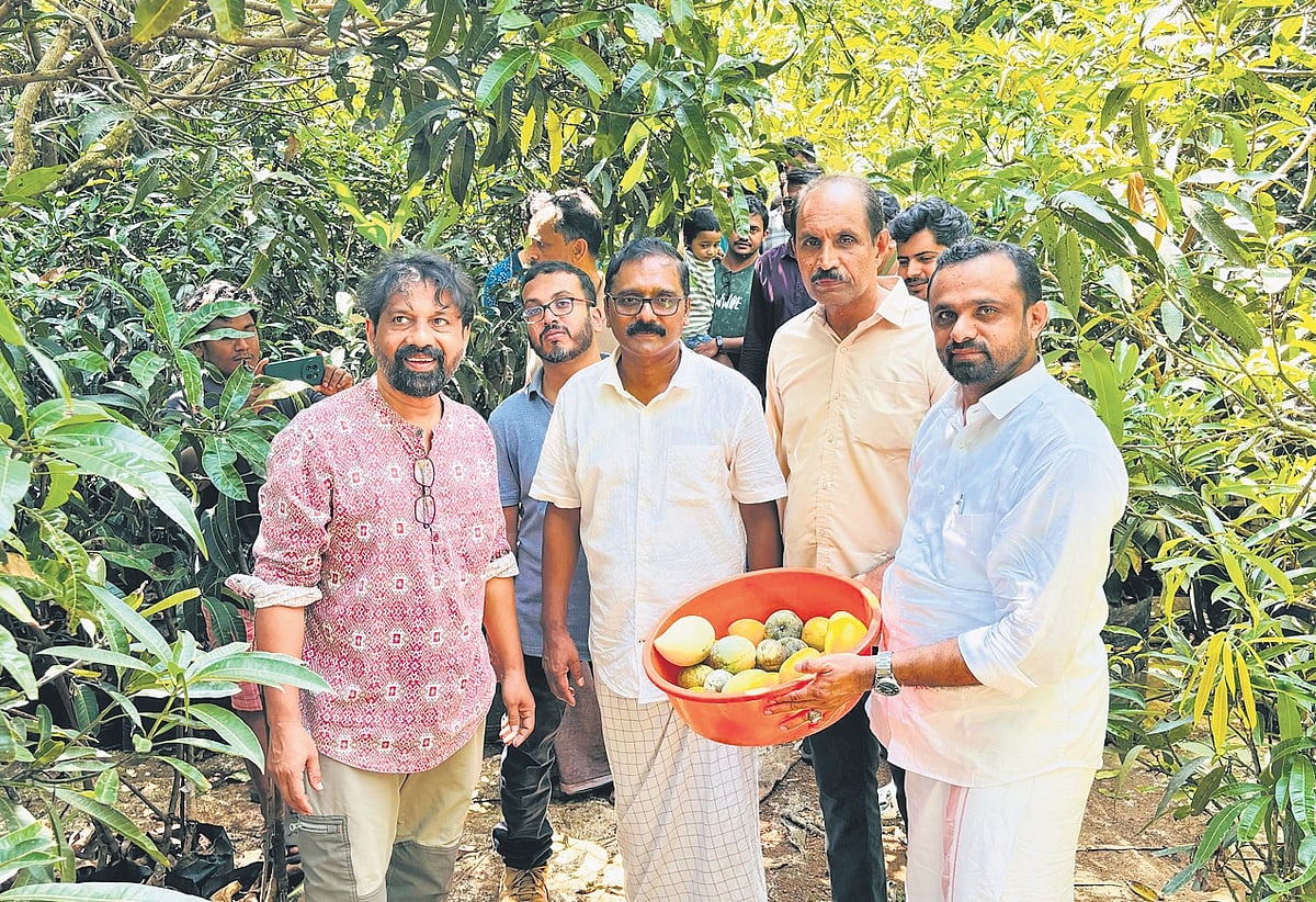 Kerala farmer grafts 80 mango varieties onto a single tree