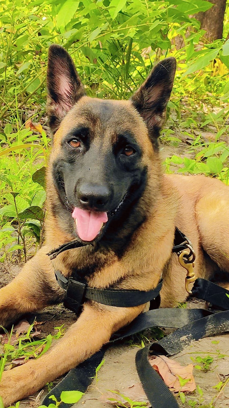 CRPF dog killed in bee attack during Korgotalu hills anti-Naxal operation