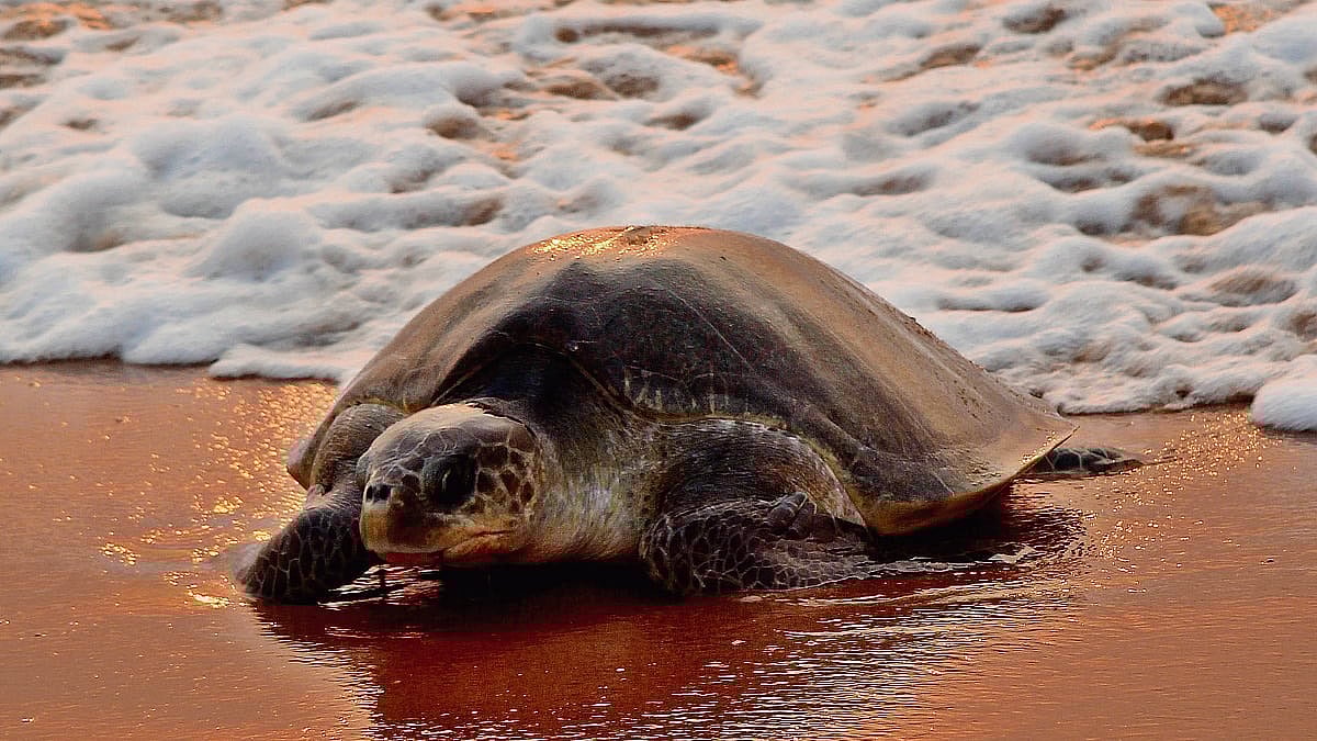 EAC nod to Puri international airport; study on Olive Ridleys, birds ...