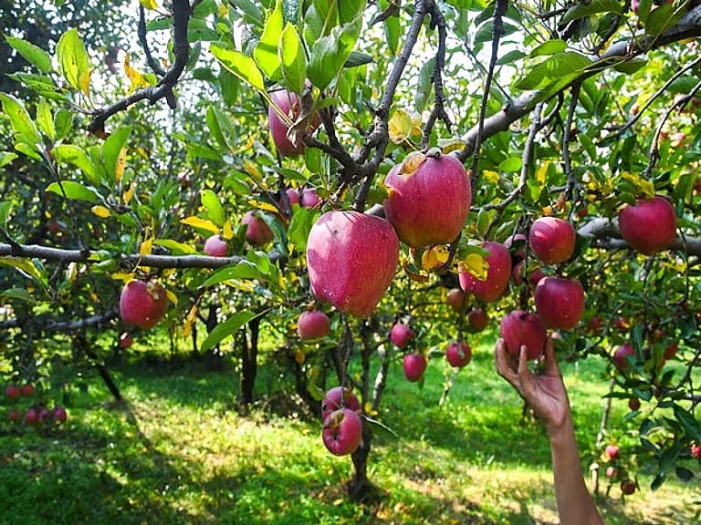 Stop import of Turkish apples, say Himchal Pradesh growers