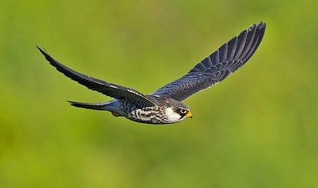 Amur Falcon flies 6,000 km from Odisha to China in 18 days