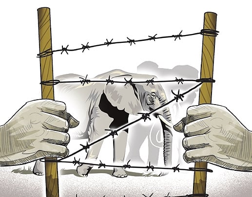 Elephant attack kills three of a family in Jharkhand’s West Singhbhum ...