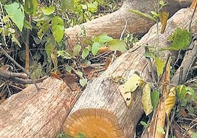 Punjab plans new law to ban tree felling in cities, seeks mandatory ...