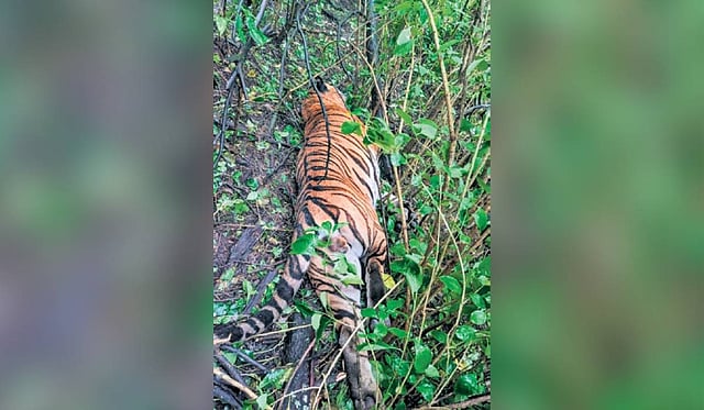 Male tiger found dead near Pykara waterfalls in Tamil Nadu