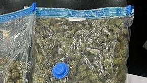 10kg hybrid ganja worth Rs nine crore seized in Thiruvananthapuram
