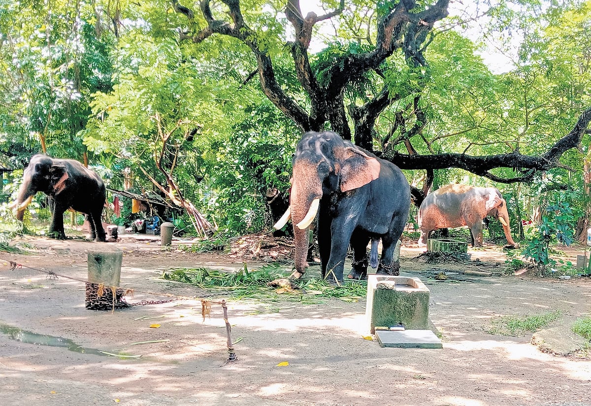 Punnathur Kotta’s population drop carves out a ‘jumbo’-sized concern in ...