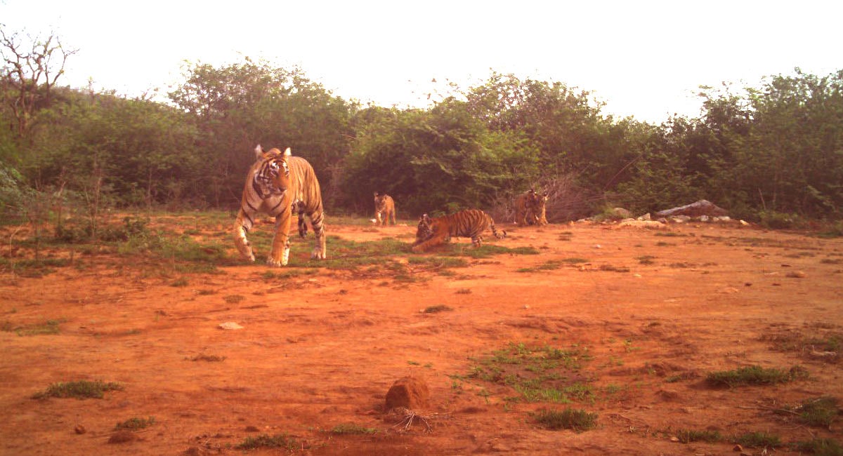 Move to redraw boundaries of Sariska Tiger Reserve to facilitate mining draws flak from experts