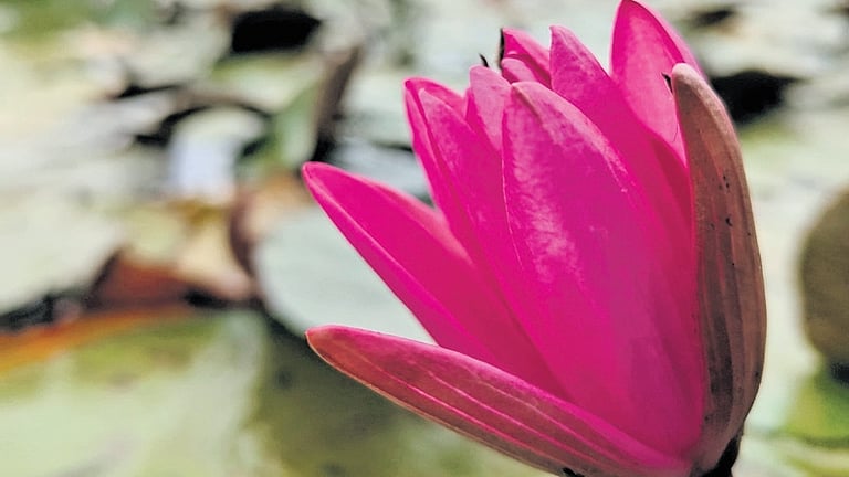 Malarikkal water lilies charm their way into handlooms, home gardens